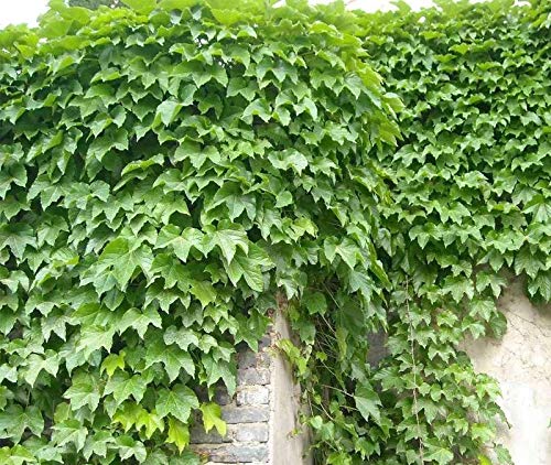 100+ Ivy Vine Liana Seeds Green Vines Climbing Beautiful Ground-Creeping Plants Bonsai Home
