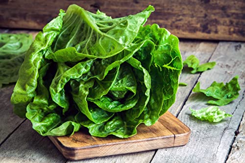 3000 Parris Island Cos Romaine Lettuce Seeds - 4+ Grams - Heirloom Non-GMO USA Grown Premium Vegetable Seeds for Planting - by RDR Seeds