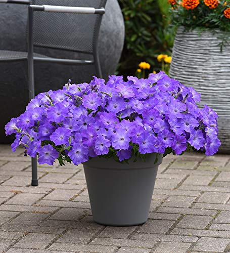 100+ Mixed Petunia Climbing Flower Seeds Plants Garden Bonsai Perennial Flowers