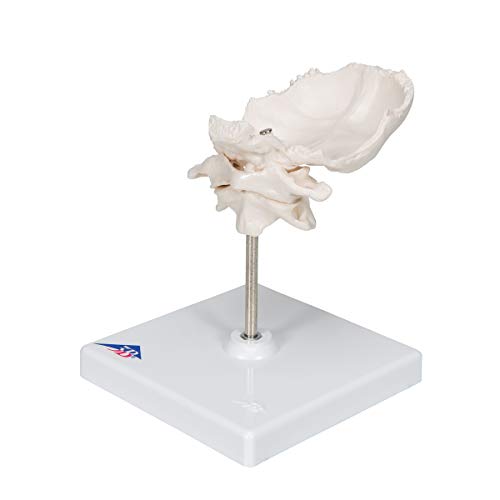 3B Scientific A71/5 Atlas and Axis w/ Occipital Plate on stand - 3B Smart Anatomy