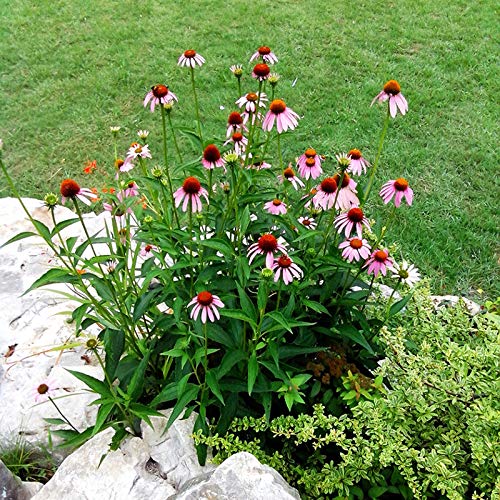 100+ Mix Double Coneflower Seeds Echinacea Flower Perennial Bloom Flowers
