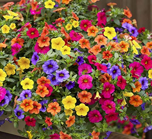 100+ Mixed Petunia Climbing Flower Seeds Plants Garden Bonsai Perennial Flowers