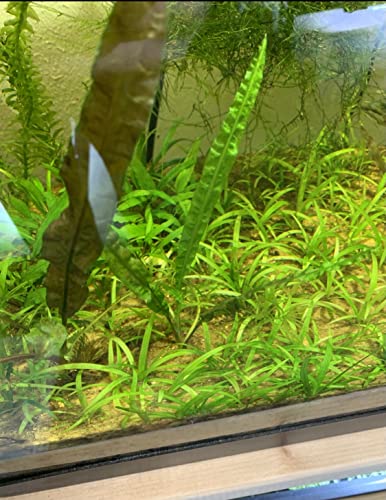 15x Dwarf Sagittaria Subulata Dwarf Sag Live Aquarium Plants Aquatic Carpet Plant Buy 2 GET 1FREE