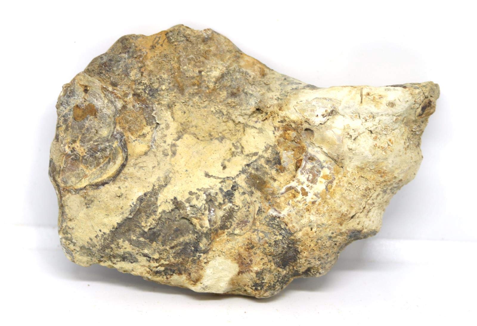 Ammonite Acanthoceras Split Polished Fossil Texas 96 MYO w/Label #16254 29o