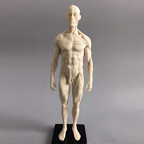 11inch Human Anatomical Model Art Mannequin Musculoskeletal Structure of Painting Sculpture White Body (Male+Female )