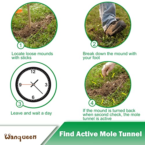 2 Pack Mole Traps That Kill Best, Scissor Mole Traps for Lawns Vole Traps Outdoor Use, Mole Trap Easy to Set Galvanized Steel Reusable Quick Capture Gopher