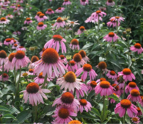 100+ Mix Double Coneflower Seeds Echinacea Flower Perennial Bloom Flowers