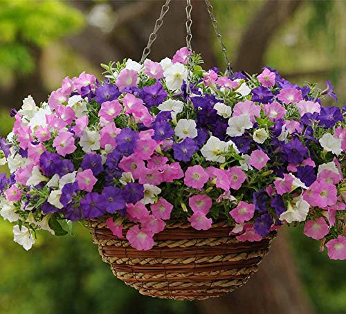 100+ Mixed Petunia Climbing Flower Seeds Plants Garden Bonsai Perennial Flowers