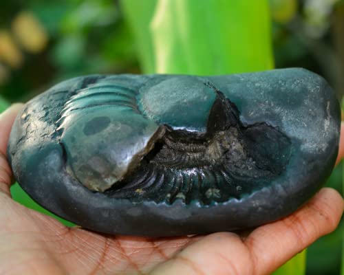 2.25"X4"Shri Laxmi Narayan Shaligram, Rare & Special One Piece, Religious Gifts, Saligram Stone - Gandaki River -I-6051