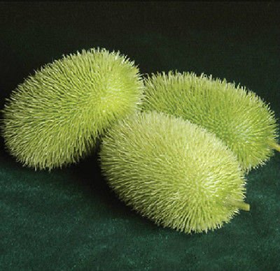 100 semi di Zucca Wooly Orso Semi Unico Zucca
