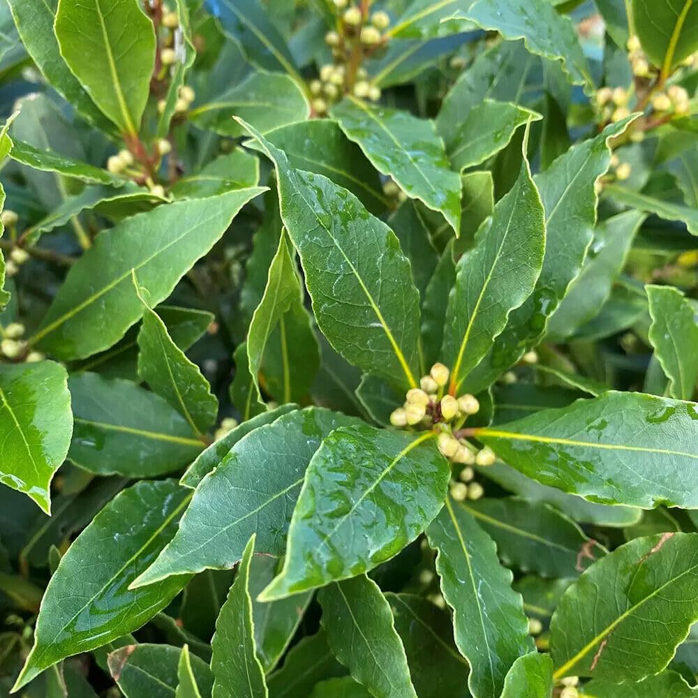 1 Live Plant Laurus Nobilis Bay Leaf Tree Bay Laurel Or Sweet Bay Plant 1 Ft Tall
