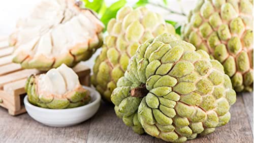 2 Sugar Apple Trees Plants Live 8 Inc Tall for Planting Ornaments Perennial Garden Simple to Grow Pots