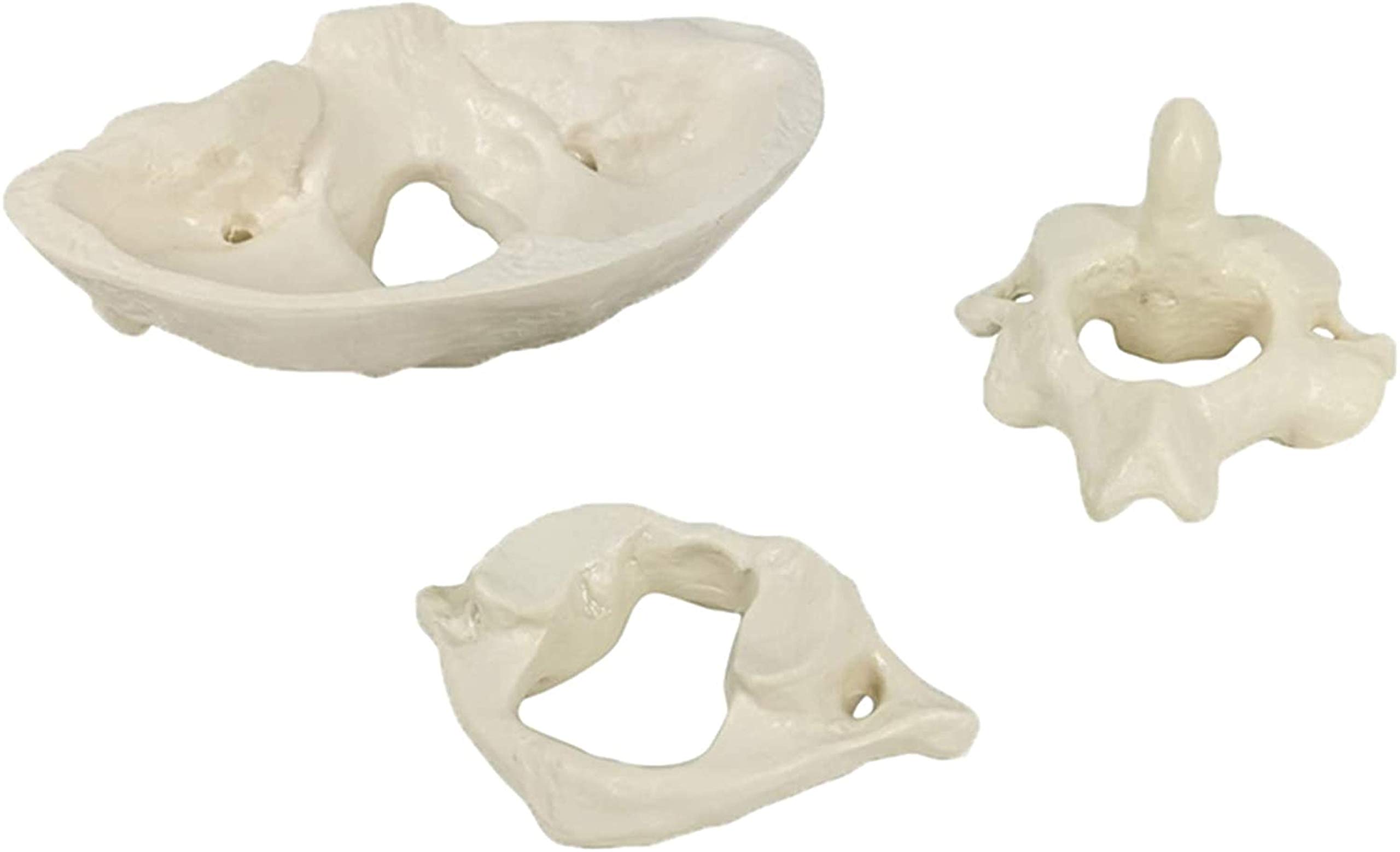 Vacoomcom Model Educational Model Occiput Model - Human Cervical Spine Model Occipital Bone Model PVC Material Atlas and Axis with Occipital Bone Model for Medical Teaching Training Aid (Color : A)