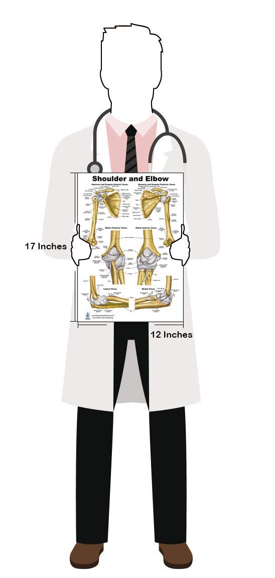 Foot and Ankle, Hand and Wrist, Shoulder and Elbow, Hip and Knee Anatomical Poster Set, size 12Wx17T