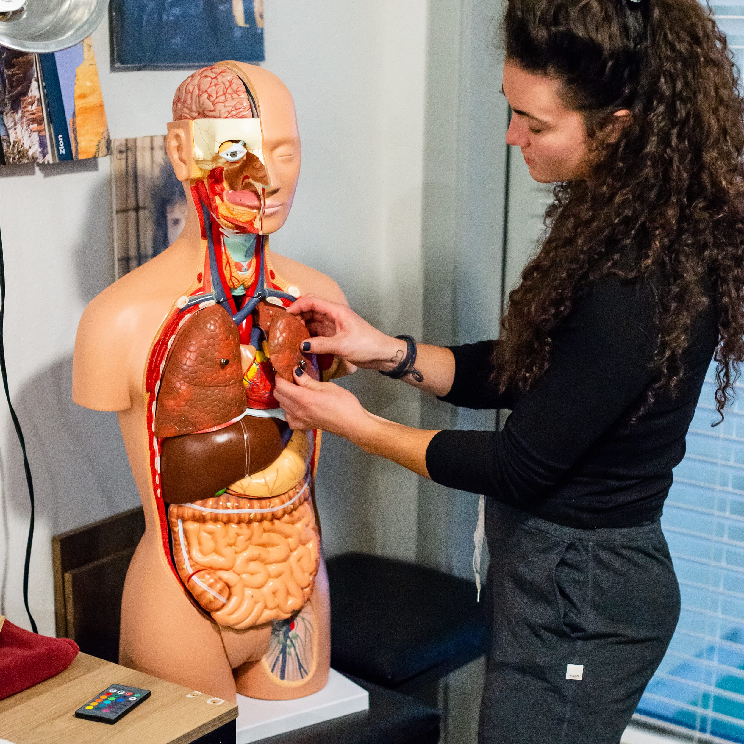 MonMed Human Torso Model β Life Size Human Body Model Anatomy Doll with Removable Organs 3D Human Organ Model