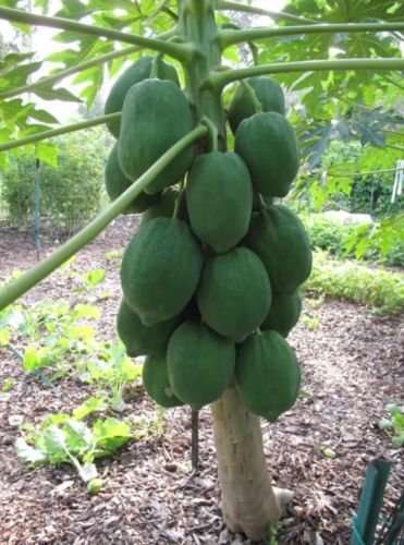 10+ Very Fresh Rare! Dwarf Waimanalo Papaya! tropical fruit tree seeds plant