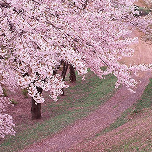 10 pieces sakura seeds DIY home garden bonsai flower seed Japanese oriental cherry seed -Pier 27