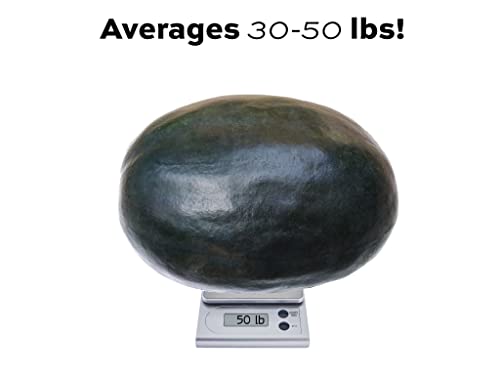 50 Black Diamond Watermelon Seeds for Planting - Heirloom Non-GMO Fruit Seeds for Planting - Grows Big Giant Watermelons Averaging 30-50 lbs