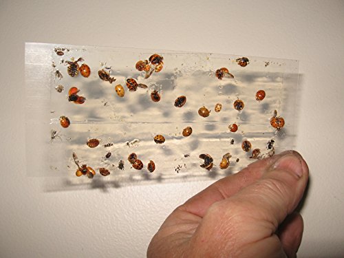 10 Pk Camel Cricket/Roach/Scorpion Sticky Traps