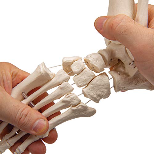 3B Scientific A31/1 Foot Skeleton-flexibly w/portions of Tibia- Fibula - 3B Smart Anatomy