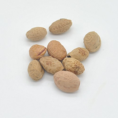 10 pieces sakura seeds DIY home garden bonsai flower seed Japanese oriental cherry seed -Pier 27