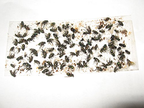 10 Pk Camel Cricket/Roach/Scorpion Sticky Traps