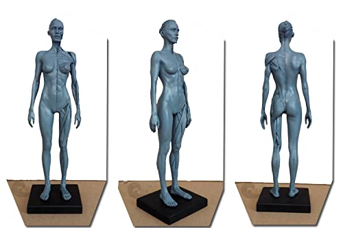 12 inch Resin Human Anatomical Anatomy Skull Head Body Model Muscle Bone Model Male and Female (Grey)