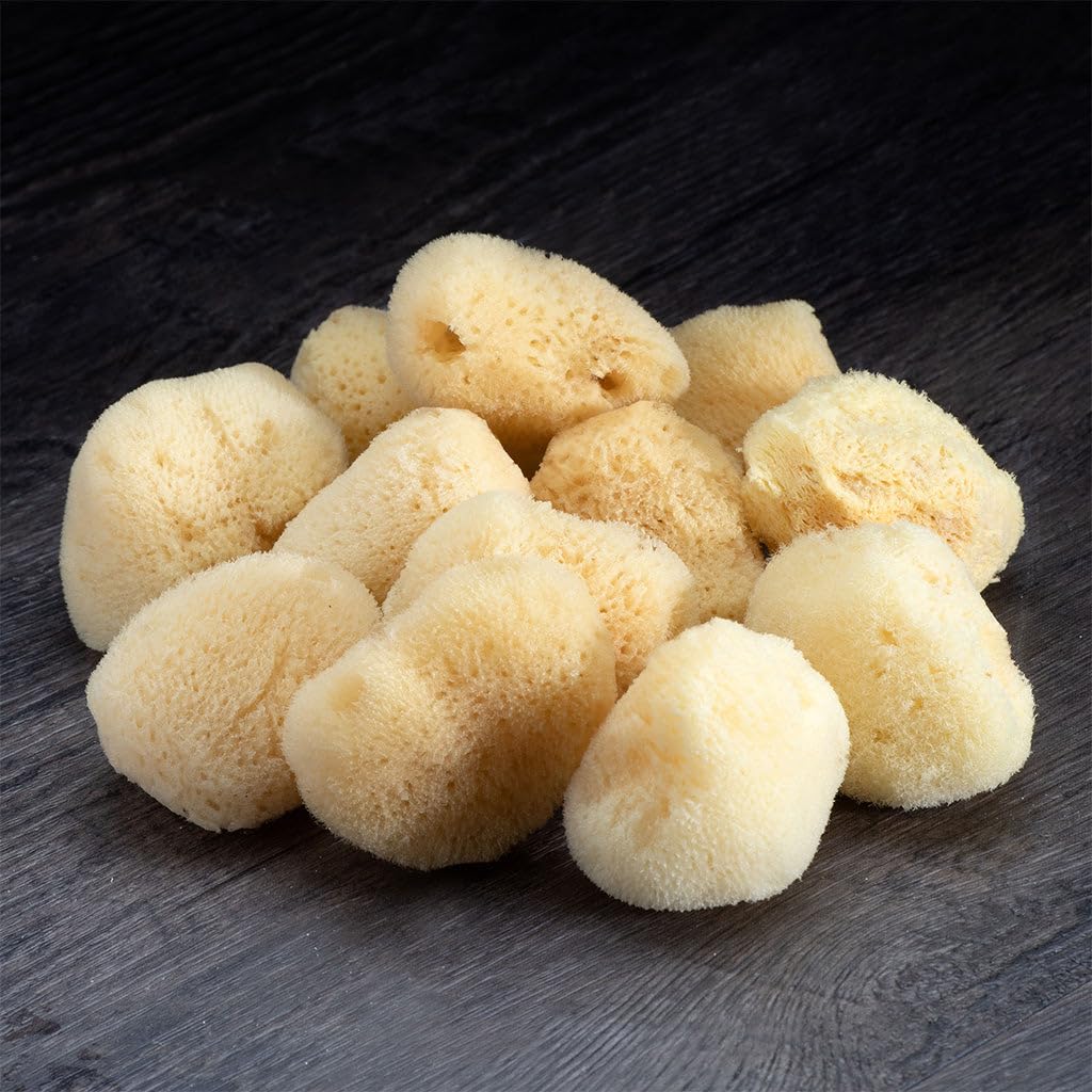 Neptune Natural Sea Soft Silk Sponge - for Cosmetic Use, Art, Facial Cleansing 12pk, 1-1.5 inches