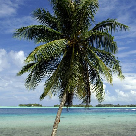 3dRose lsp_85033_1 French Polynesia, Bora Bora, Palm Tree Oc13 Cmi0246 Cindy Miller Hopkins Light Switch Cover