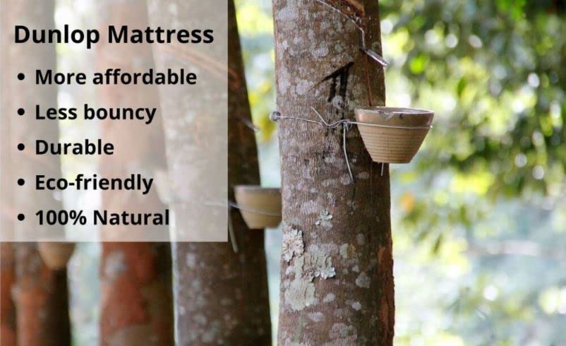 100% Natural Latex Mattress Topper - Firm - 3" Thick, Twin XL Mattress Topper