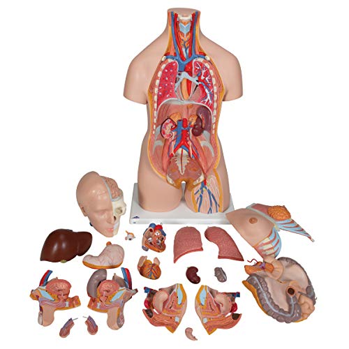 3B Scientific B32 Deluxe Dual-Sex Torso 20-part - 3B Smart Anatomy