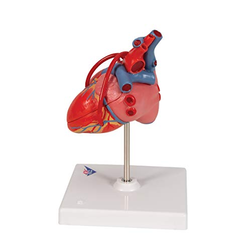 3B Scientific G05 Classic Heart w/ Bypass 2-part - 3B Smart Anatomy