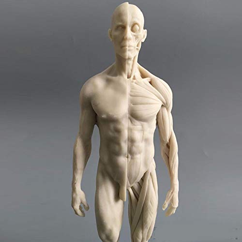 11inch Human Anatomical Model Art Mannequin Musculoskeletal Structure of Painting Sculpture White Body (Male+Female )