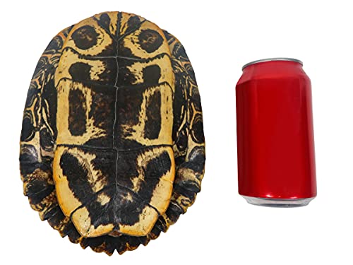 7-8" Red Ear Turtle Shell (227GS-0708) 10UB