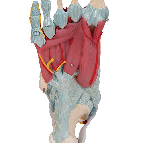 3B Scientific M34/1 Foot Skeleton w/ Ligaments and Muscles - 3B Smart Anatomy