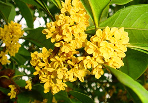15+ Mixed Osmanthus Flower Seeds Yellow Orange Perennial Tree Shrub Bonsai Fragrant Osmanthus fragrans
