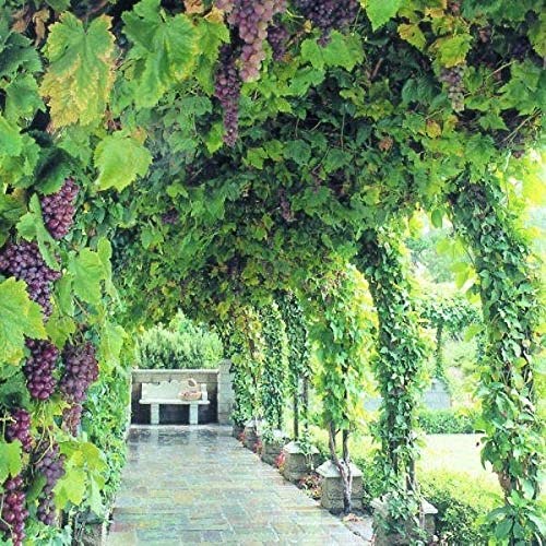 Adorox 7.5 Ft Metal Arch (Two Way Assemble) for Wedding Garden Bridal Party Decoration Arbor (Black)