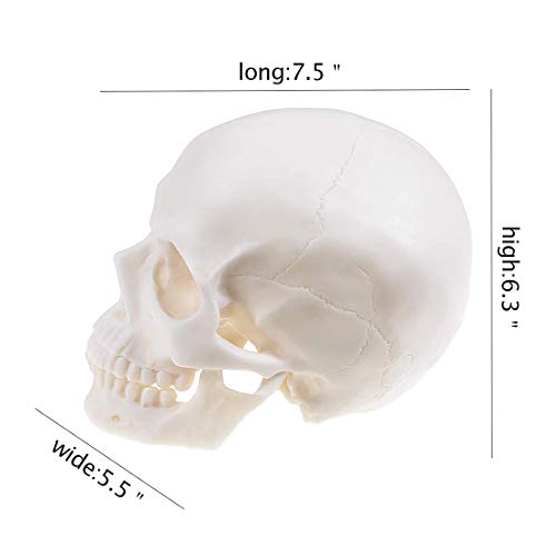 Thuepak Human Bones Skull Anatomy Model Resin Life Size Skeleton Heads Replica for Science Education Gift Decoration Halloween Christmas