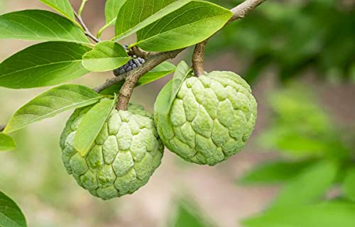 2 Sugar Apple Trees Plants Live 8 Inc Tall for Planting Ornaments Perennial Garden Simple to Grow Pots