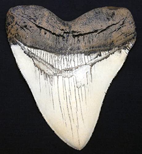 5.5 Inch Megalodon (Carcharodon megalodon) tooth, Ivory Color with Serrations(Replica)