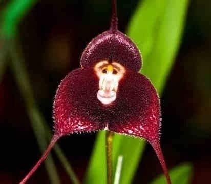 100 pezzi in Vaso Perù Monkey Face Orchid Semi, Orchis Simia anziano Phalaenopsis Piante semi di Fiore, più il dono misterioso