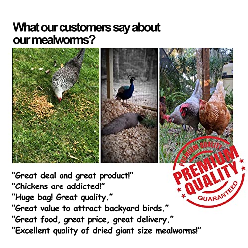 Amzey Dried Mealworms - 2 Pack 3.5OZ (7OZ Total) - High Protein Non GMO Mealworms - Great for Bearded Dragon, Birds, Fish, Lizard, Ducks, Chickens, Hamsters, Hedgehogs,Turtle Food, Reptile Food