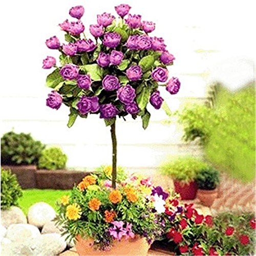 100 rari semi di Albero rosa cinese è aumentato semi, semi di Colore Rose, semi di piante