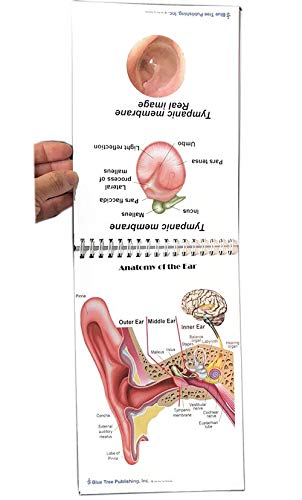 Blue Tree Publishing Ear Anatomy Desktop Charts For AUD, Audiologist, Hearing Centers and Classroom material for Education