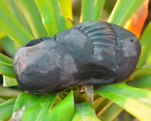 2.25"X4"Shri Laxmi Narayan Shaligram, Rare & Special One Piece, Religious Gifts, Saligram Stone - Gandaki River -I-6051