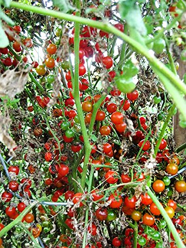 20+ Worlds Smallest Spoon Currant Tomato Seeds, Early, Heirloom Non-GMO, Rare, Early, Vigorous, Sweet, Indeterminate, Open-Pollinated, Delicious, from USA