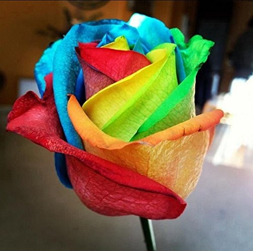 100 semi / pacchetto rari semi Olanda arcobaleno Rosa Fiore giardino Della casa raro Della Rosa semi di Fiori