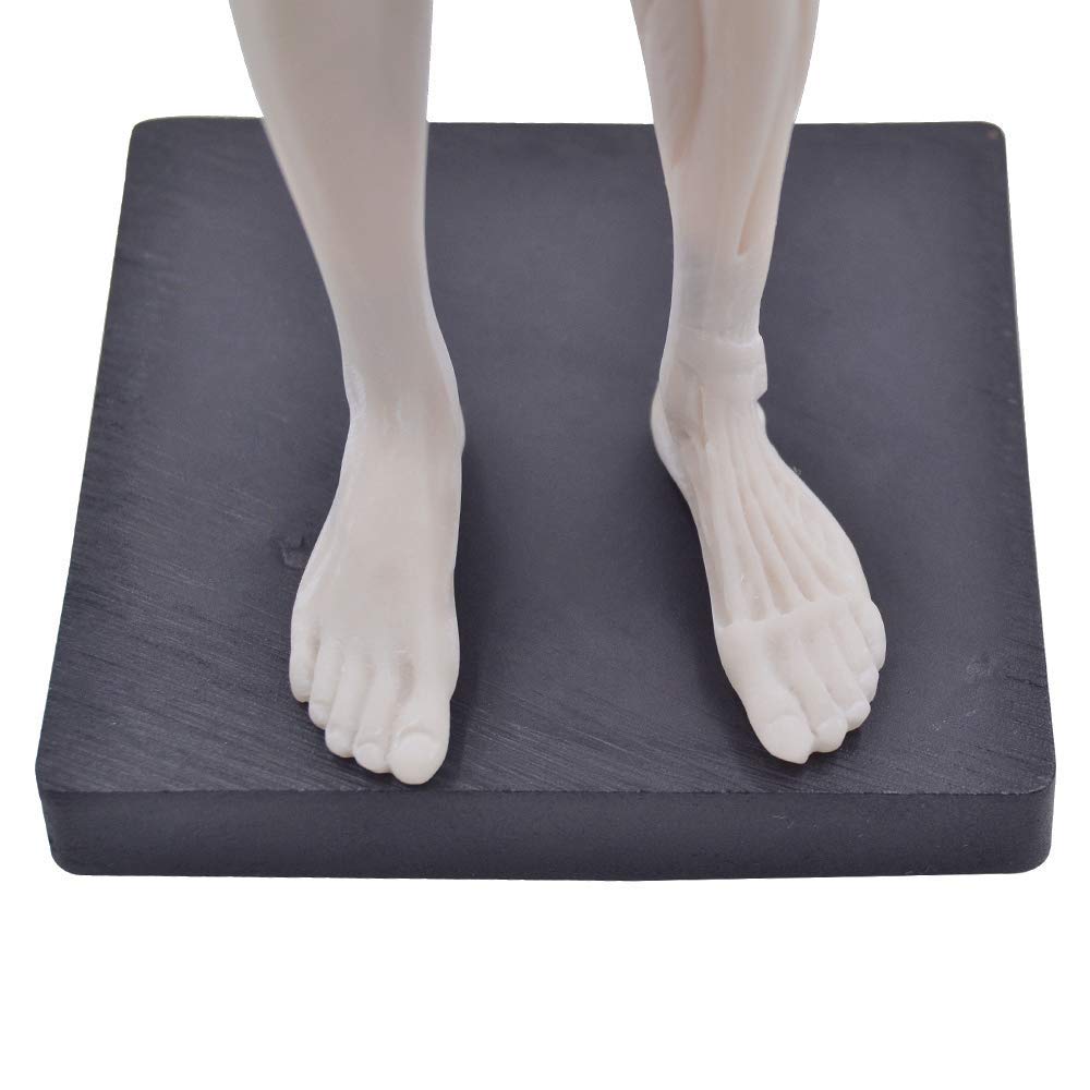 Alkita Female Resin Human Body Musculoskeletal Anatomical Model 11 inch