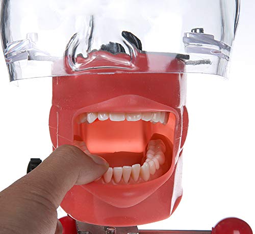 Dental Simulator Manikin Phantom Head Teeth Model Training Bench Mount Fix on Desk