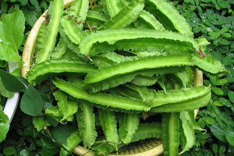 20+ Winged Bean Seeds Dragon Goa Asparagus Sigarilyas Chathura Payar Non GMO Heirloom